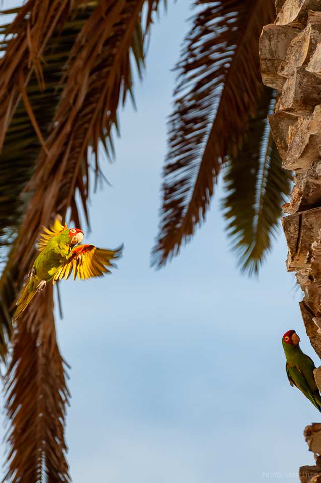 Parrots of Ocean Beach | Ocean Beach San Diego CA