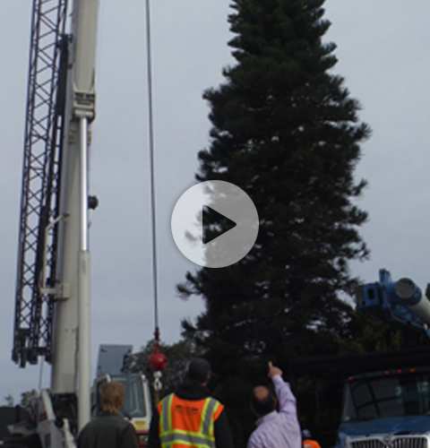 Ocean Beach MainStreet Association Christmas Tree
