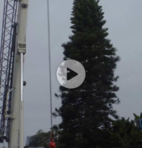 OB Christmas Tree Arrives 2014 | Ocean Beach CA